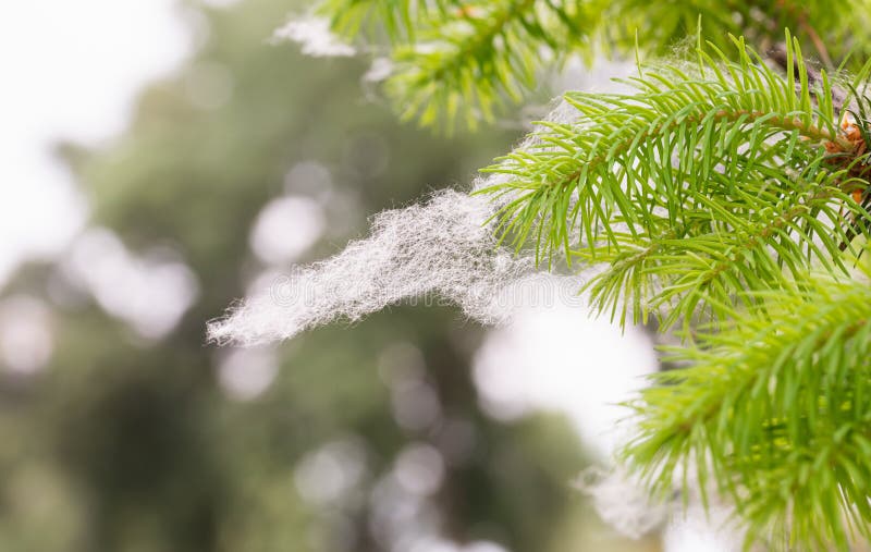 Poplar Seeds Trapped in Pine Needles Stock Image - Image of fluffy ...