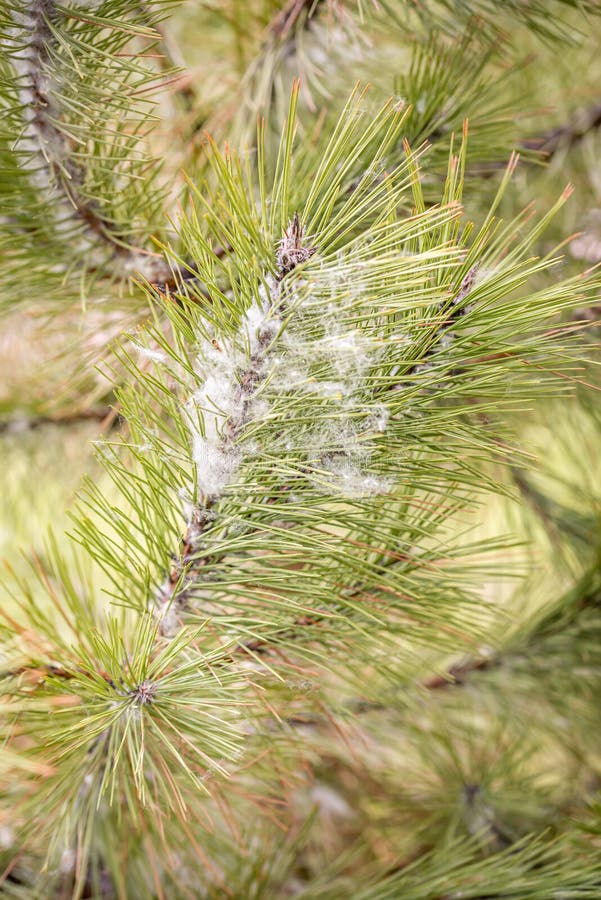 Seeds and Needles of the Pine Tree Stock Photo - Image of spring ...