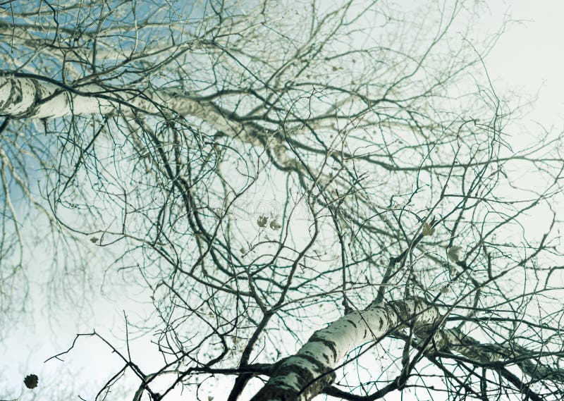 Poplar Seen from Above. Sky with Tree. Branches of Poplar Tree. Tree ...