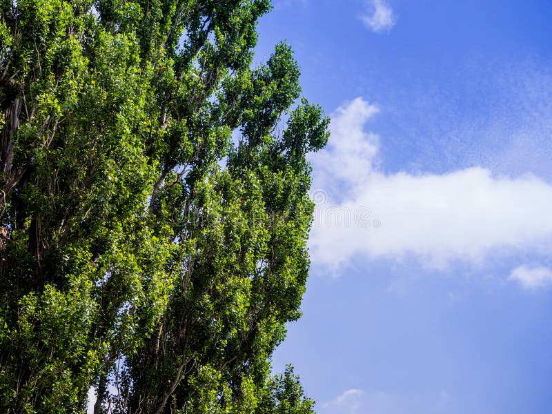 Poplar Tree Against Blue Sky Stock Photo - Image of green, season: 96463184