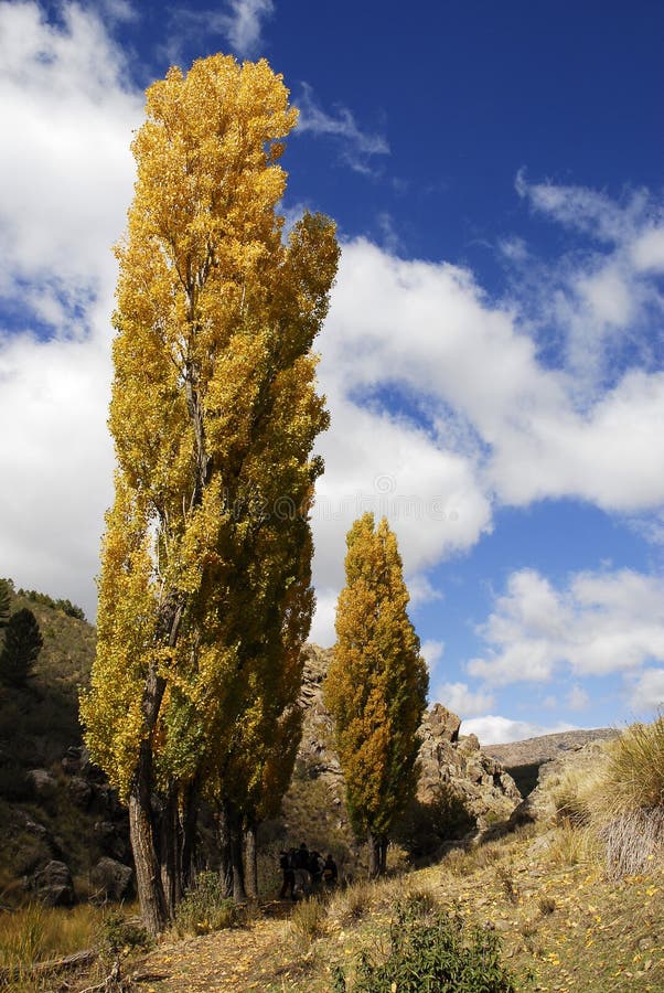 Poplar tree stock image. Image of fenland, environment - 77013267