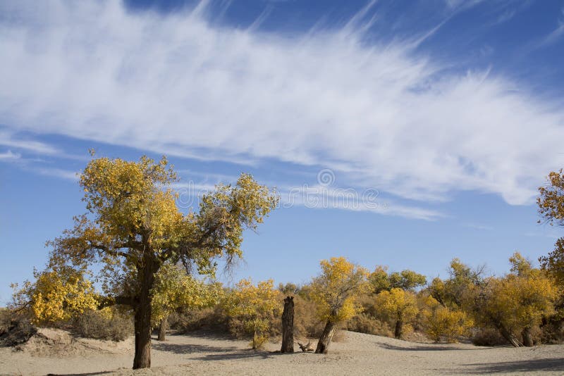 Poplar Tree in Autumn Season Stock Photo - Image of warm, china: 46226848