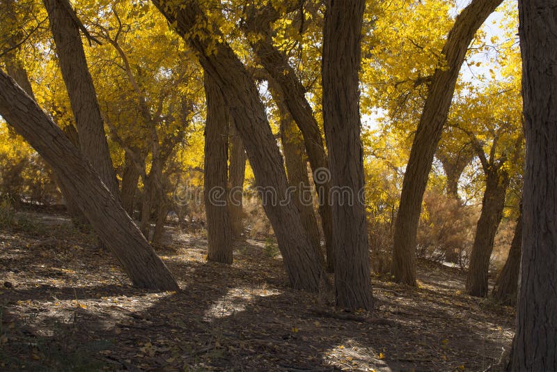 Poplar Tree in Autumn Season Stock Photo - Image of desert, warm: 46227150