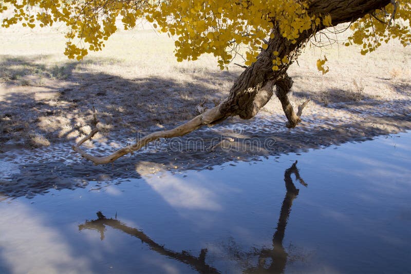 Poplar Tree in Autumn Season Stock Image - Image of season, forest ...