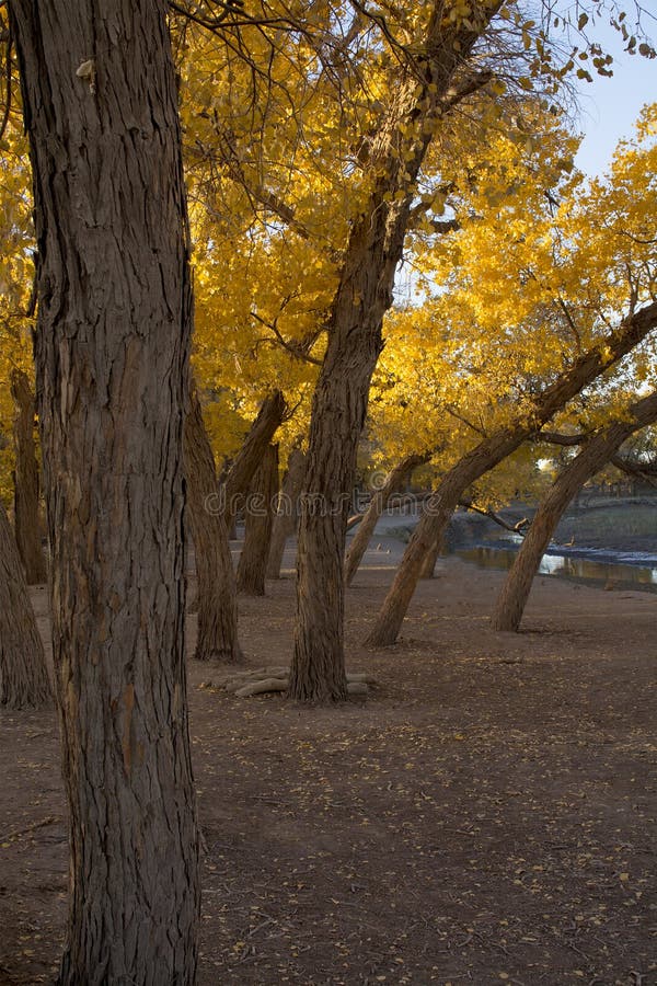 Poplar Tree in Autumn Season Stock Photo - Image of oasis, foliage ...