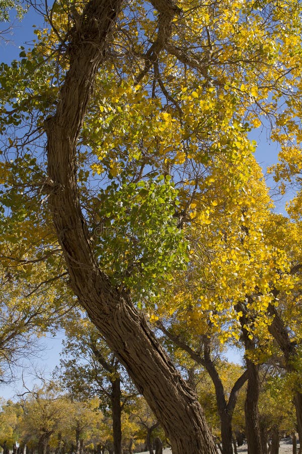Poplar Tree in Autumn Season Stock Image - Image of autumn, road: 46261609