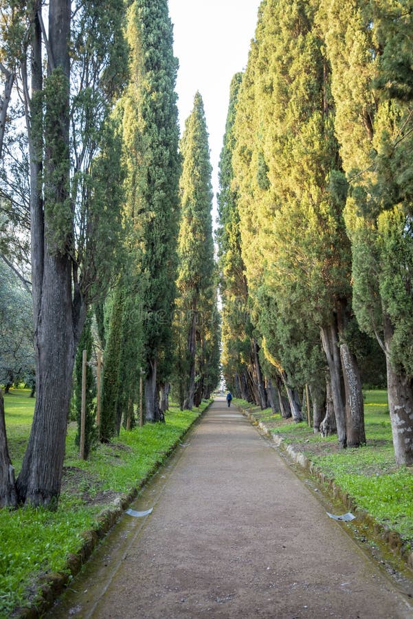 Poplar Tree Avenue stock photo. Image of italian, poplar - 302713910