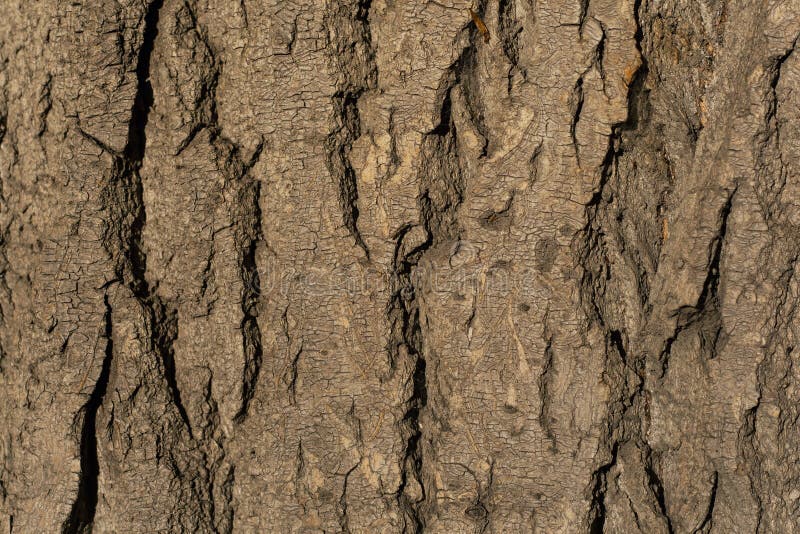 Poplar Bark Tree Texture Background Stock Photo - Image of detail ...