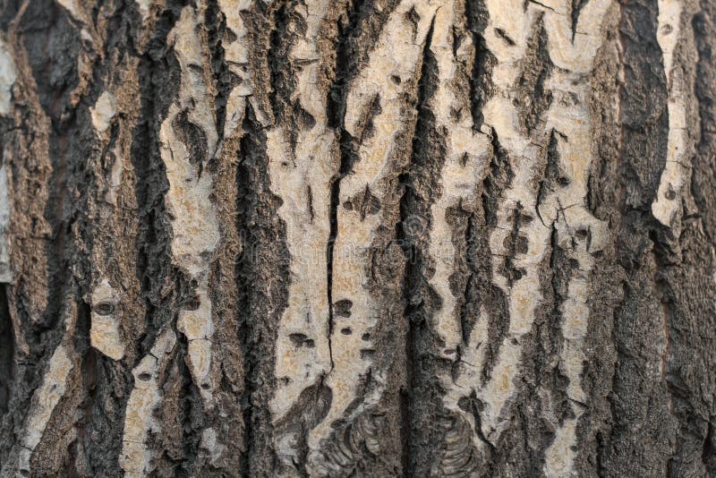 Poplar Bark Tree Texture Background Stock Photo - Image of tree, grungy ...