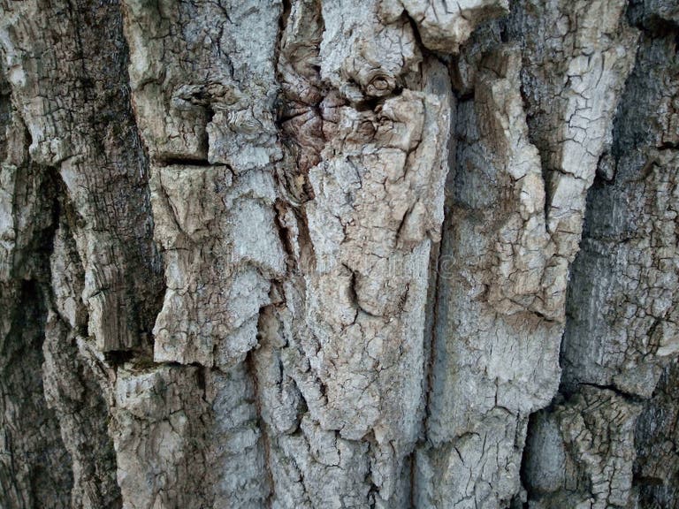 Poplar Tree Bark Texture, Close-up Stock Photo - Image of backdrop ...
