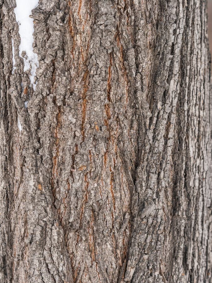 Poplar Tree Bark with Wooden Texture Nature Background Stock Image ...