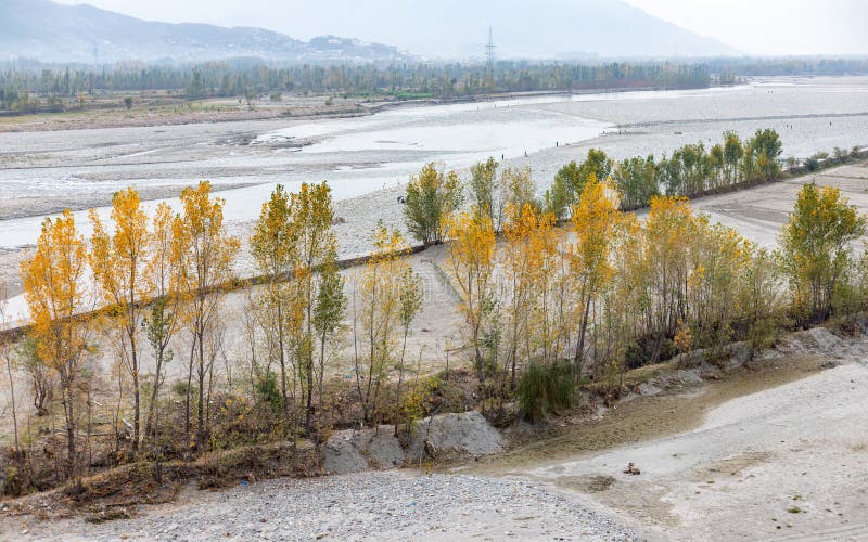Poplar Tree Bird S Eye View in Autumn Season Stock Image - Image of ...