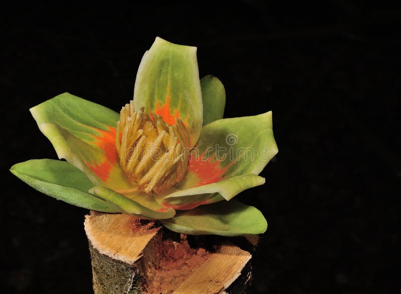 May Tree in Bloom stock image. Image of bloom, green - 138817835