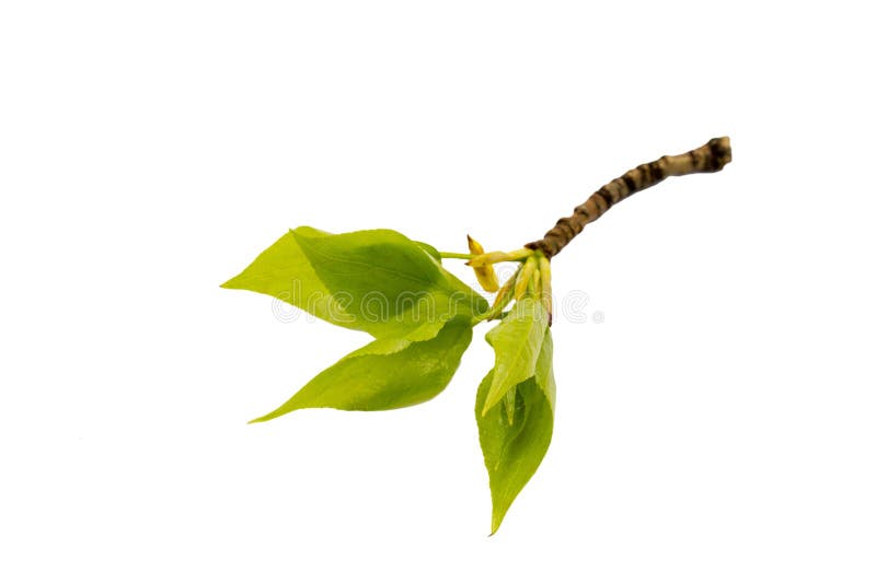 Poplar Tree Branch with Young Leaves Close Up Isolated on White ...