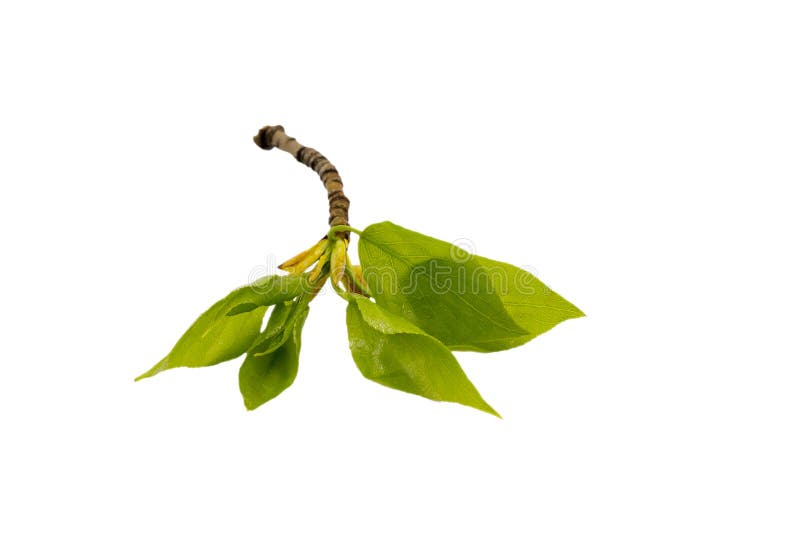 Poplar Tree Branch with Young Leaves Close Up Isolated on White ...
