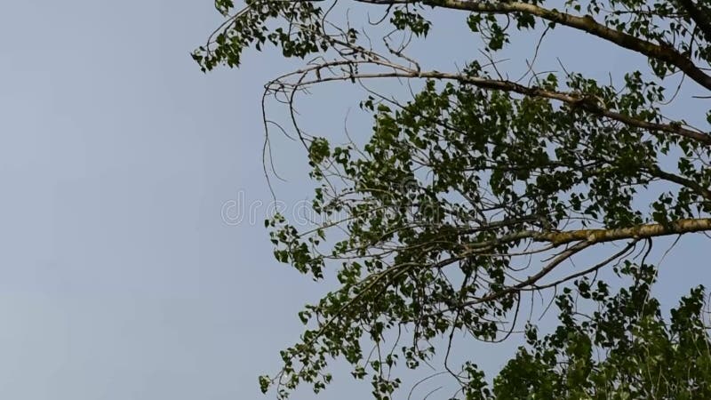 Poplar Tree Branches on Gray Sky Background with Bird Singing Stock ...