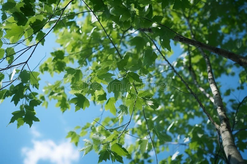 Poplar Tree Branches with Green Leaves Under Blue Sky for Nature ...