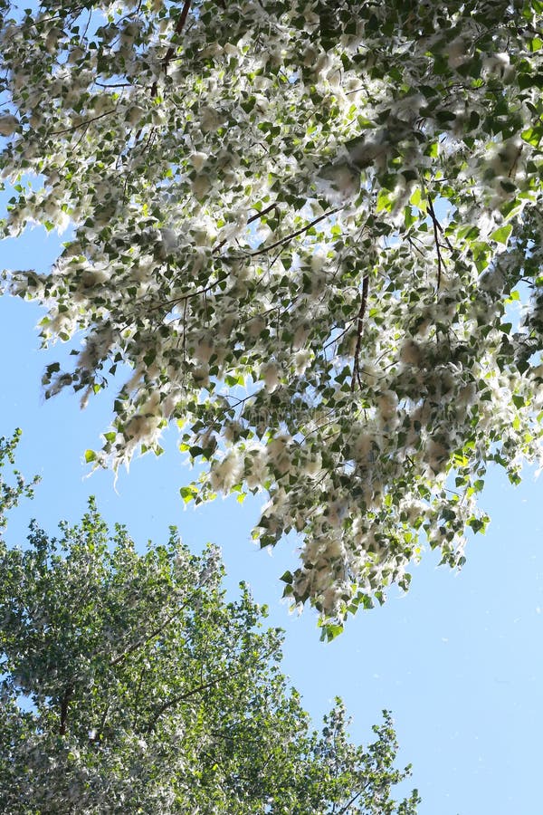 Poplar stock photo. Image of background, fluffy, cottonwood - 40887750