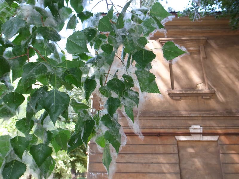 Poplar stock image. Image of branch, leaf, cottonwood - 40887821