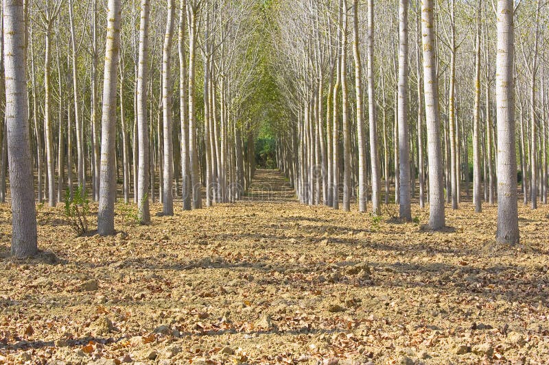 Poplar Tree Cultivation with Trees and Green Grass - these Trees are ...