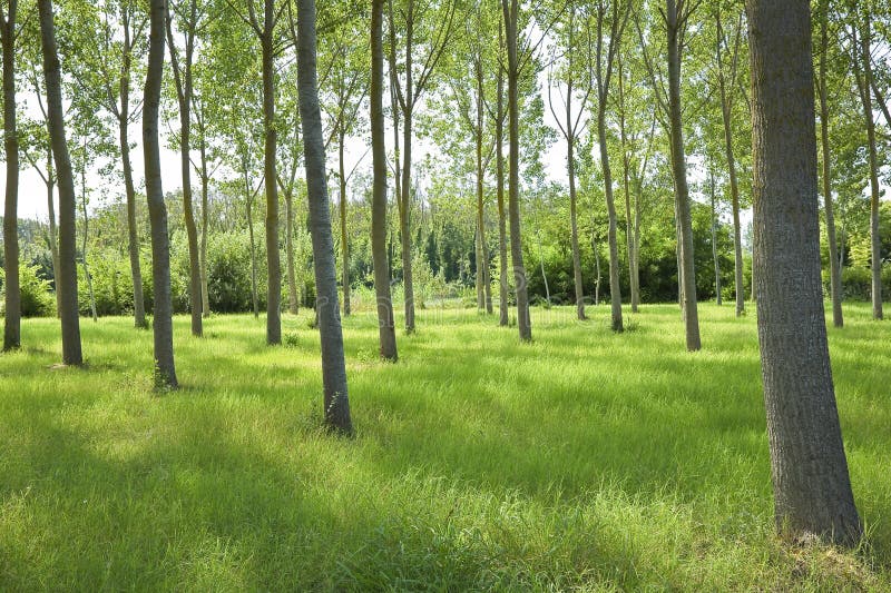 Poplar Tree Cultivation with Trees and Green Grass Stock Photo - Image ...