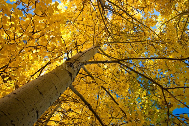 A Poplar Tree in Fall with Bright Backlit Yellow Leaves Stock Image ...