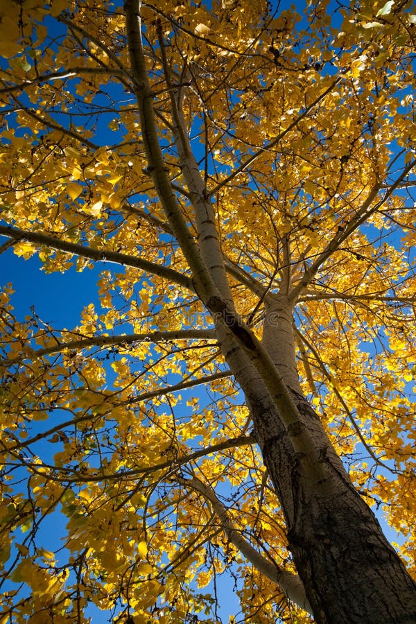 A Poplar Tree in Fall with Bright Backlit Yellow Leaves Stock Photo ...