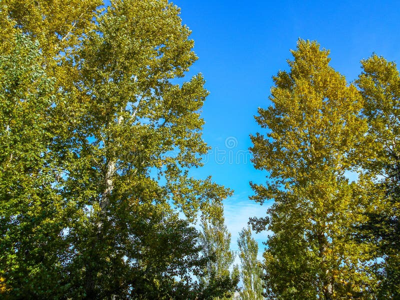 Poplar. Poplar Tree in Fall with Bright Green Leaves Stock Photo ...