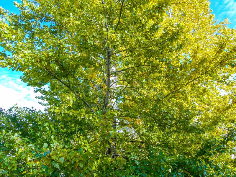 Poplar. Poplar Tree in Fall with Bright Green Leaves Stock Photo ...