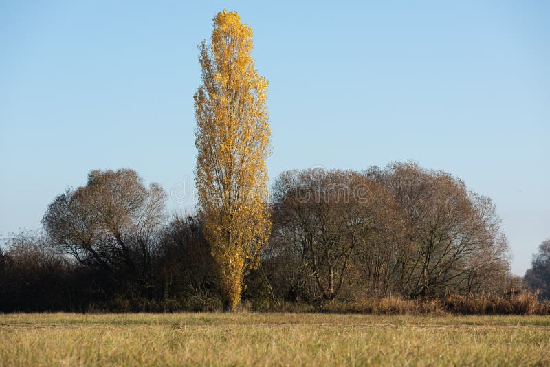 Poplar Tree with Fall Colours Stock Image - Image of trees, leaves ...