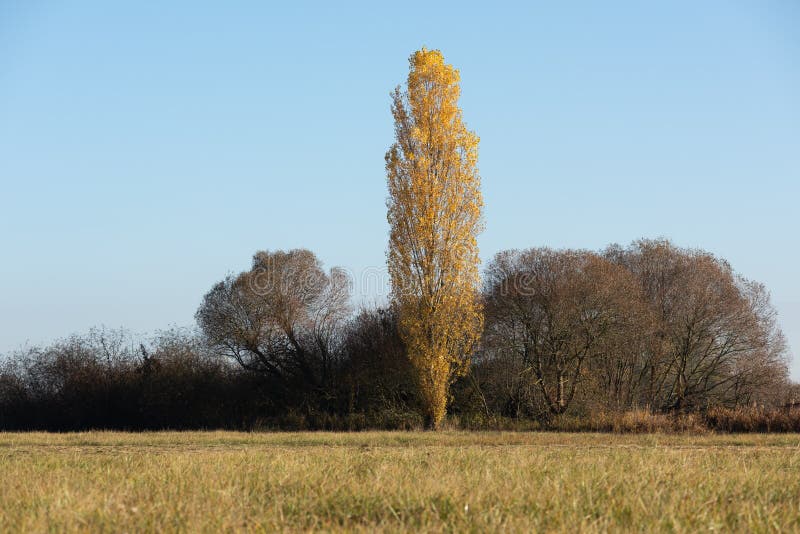 Poplar Tree with Fall Colours Stock Image - Image of pasture, outdoor ...