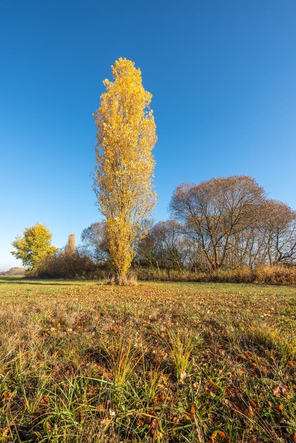 Poplar Tree with Fall Colours Stock Image - Image of trees, leaves ...