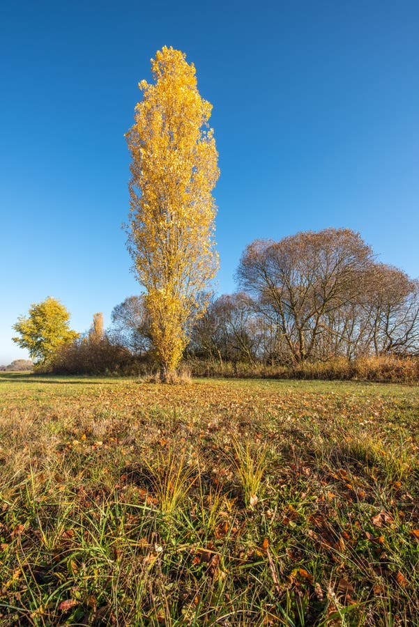 Poplar Tree with Fall Colours Stock Photo - Image of background, blue ...