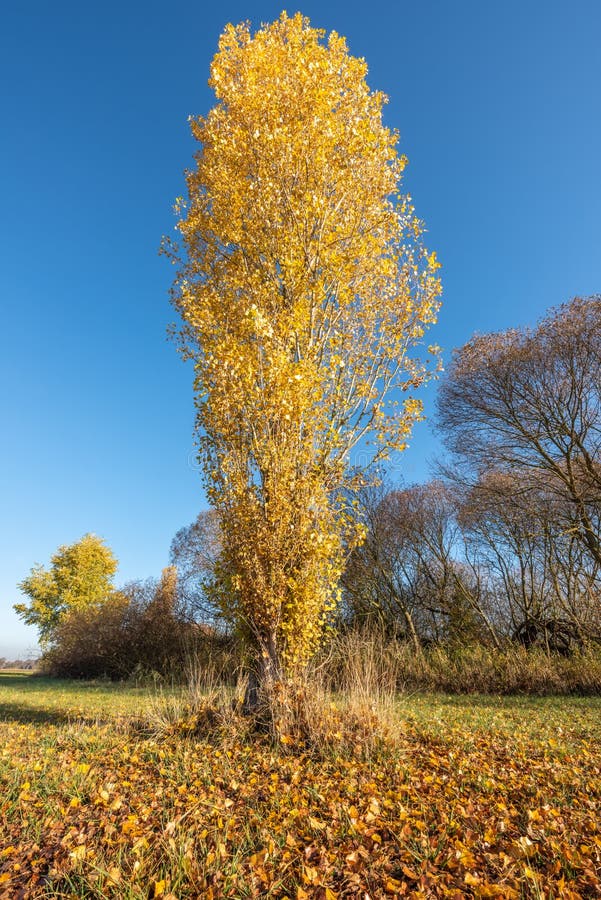 Poplar Tree with Fall Colours Stock Image - Image of foliage, poplar ...