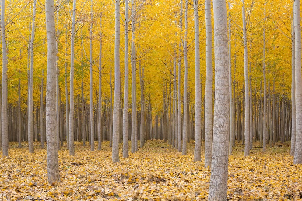 Poplar Tree Farm in Fall Season Stock Image - Image of foliage, yellow ...
