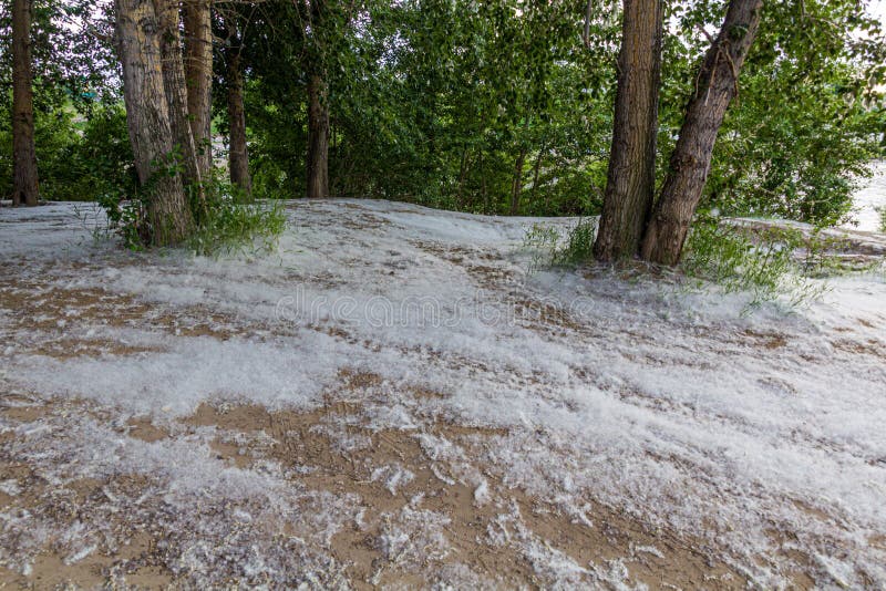 Poplar Tree Fluff on the Grou Stock Image - Image of grass, allergy ...