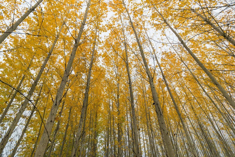 Poplar Tree Grove Canopy in Fall Stock Image - Image of states ...