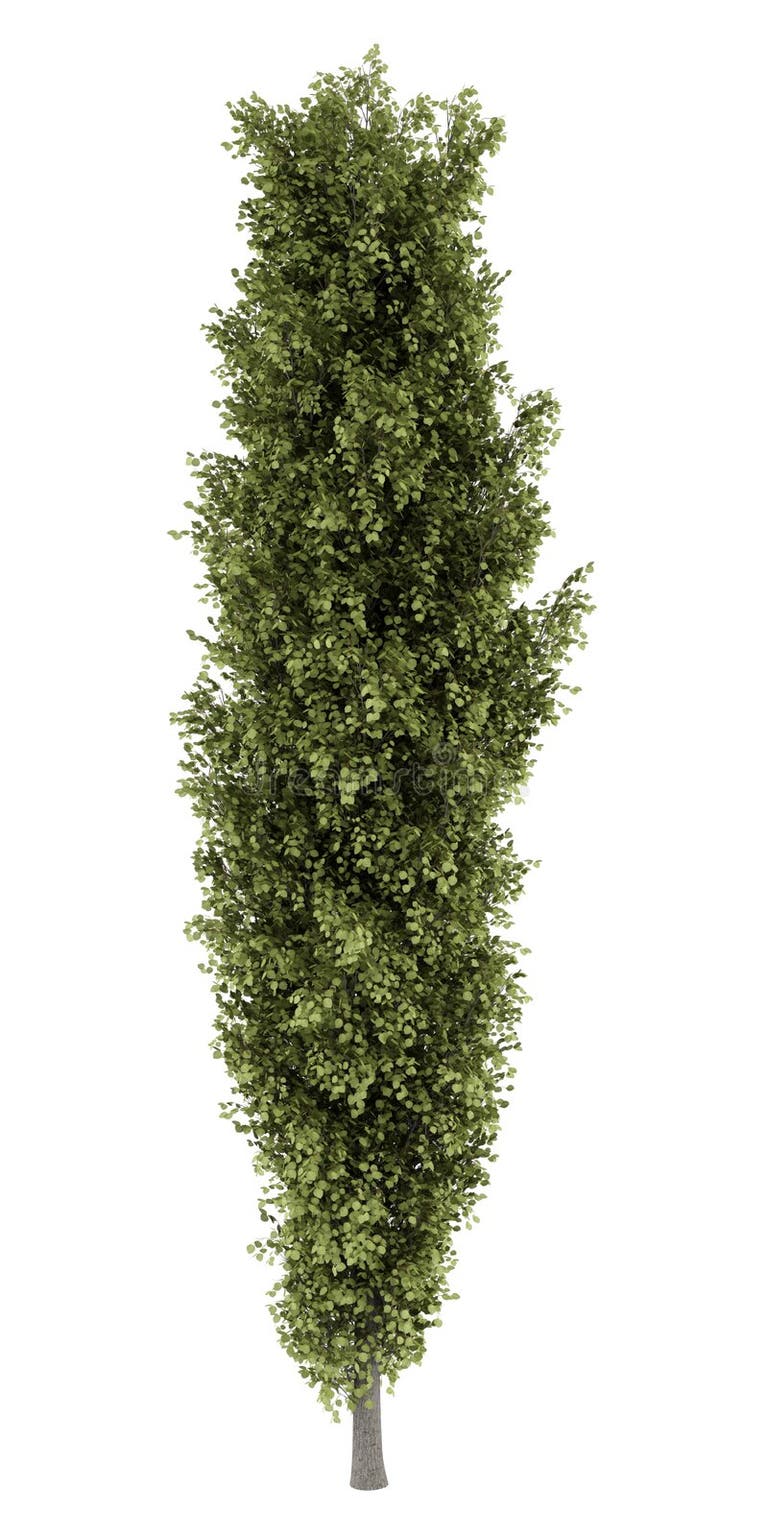 Poplar Stock Illustrations – 9,965 Poplar Stock Illustrations, Vectors ...