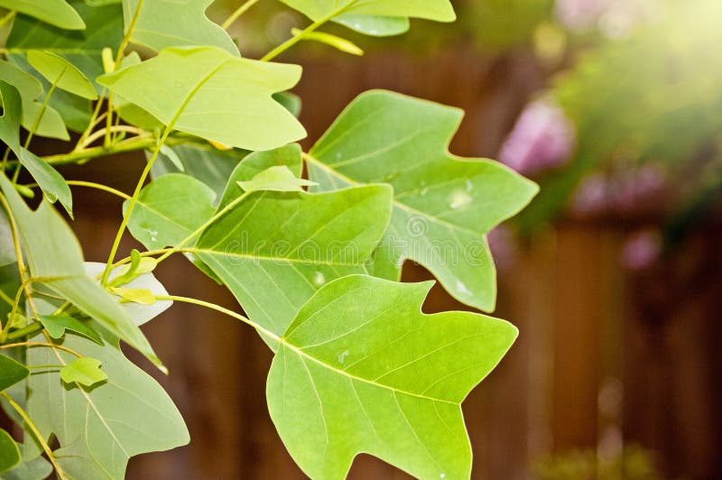 Poplar Tree stock image. Image of trees, background, spring - 33372023