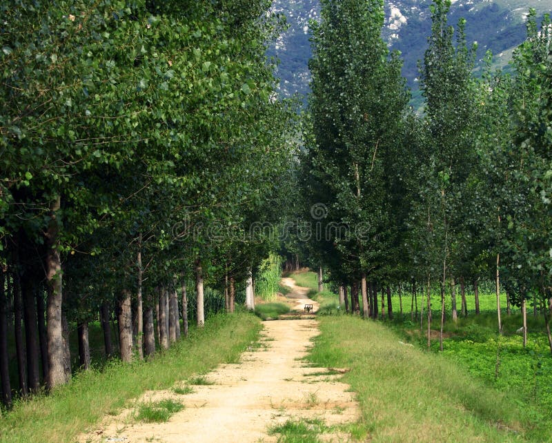 Poplar tree lined path stock image. Image of quiet, countryside - 21404171