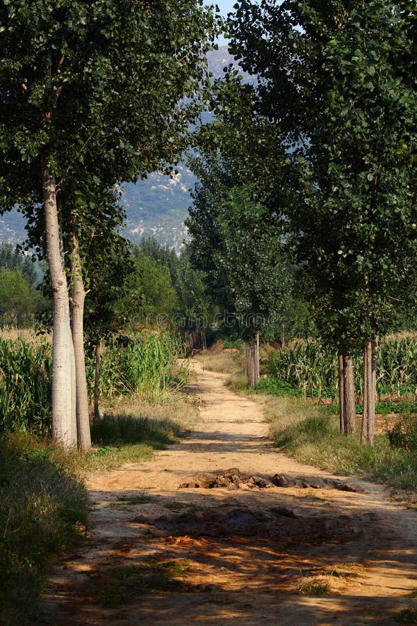 Poplar tree lined path stock image. Image of poplar, park - 21727357