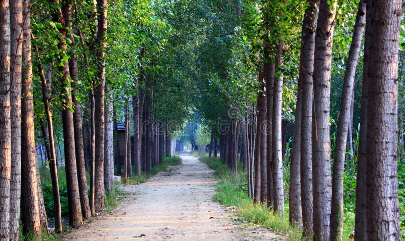 Orange Trees in Real Alcazar Gardens in Seville Stock Photo - Image of ...