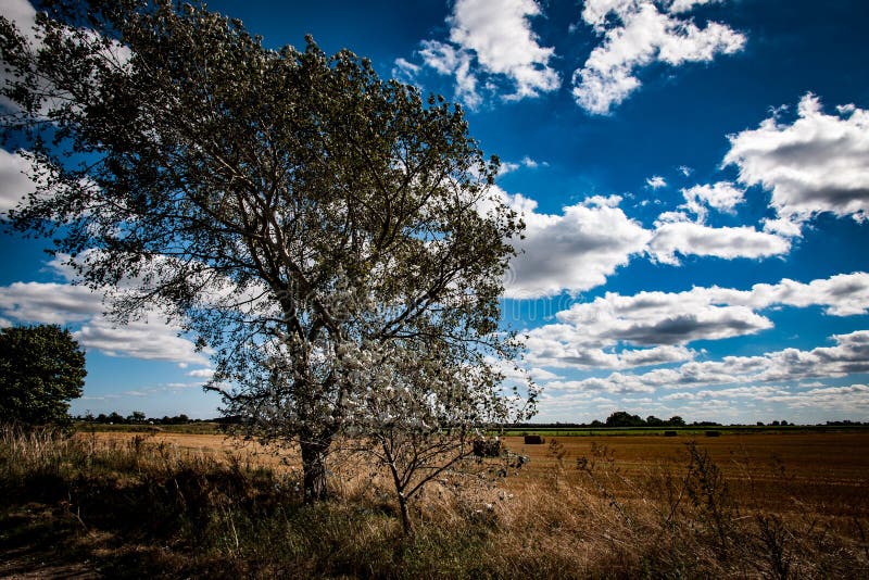 Poplar tree stock image. Image of fenland, environment - 77013267