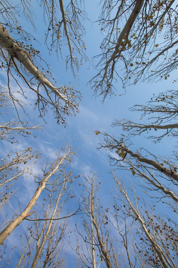 Poplar tree stock photo. Image of long, beautiful, environment - 46702304