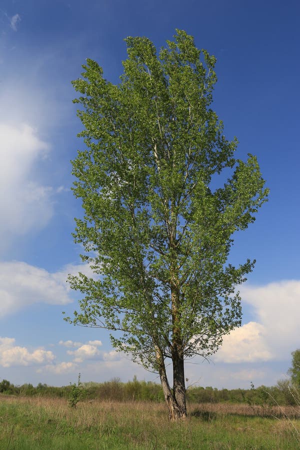 Poplar Tree Om Spring Meadow Stock Photo - Image of meadow, grass ...