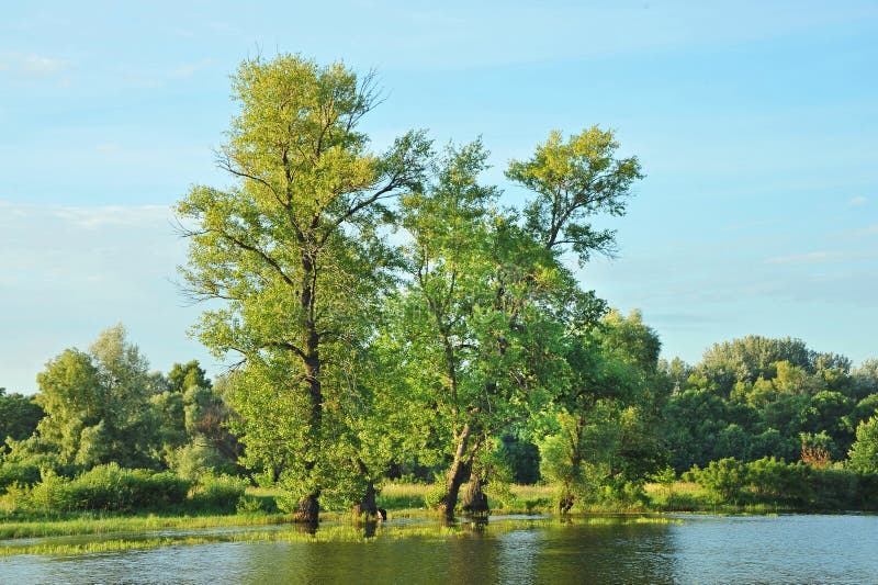 Poplar tree over lake stock photo. Image of birch, grass - 74363152
