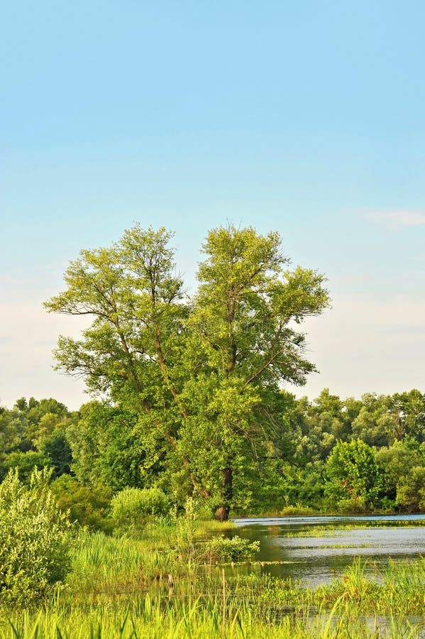 Poplar tree over lake stock image. Image of march, green - 74363303