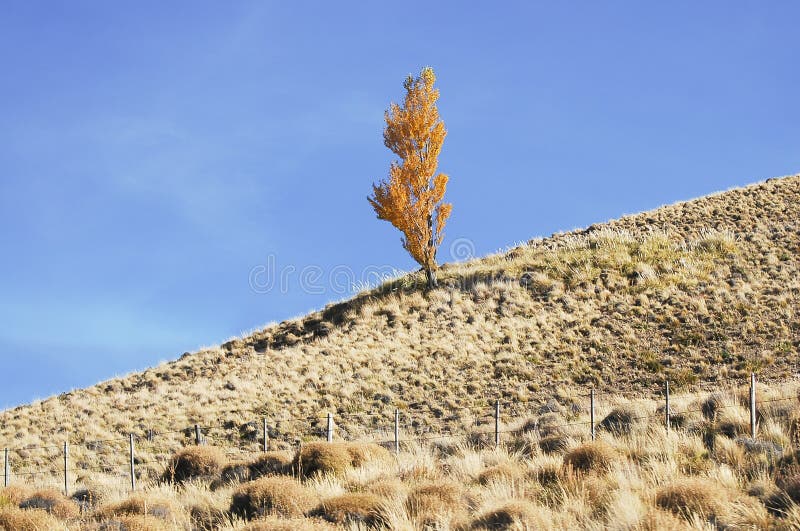 Poplar Tree - Patagonia - Argentina Stock Photo - Image of autumn ...