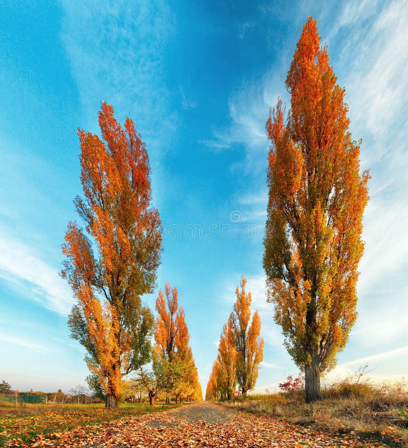 Poplar Tree stock image. Image of fall, ecology, leafs - 15927499