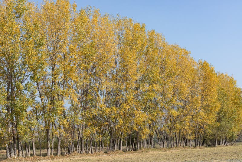 Poplar Tree in a Row during Fall Season in the Swat Valley of Pakistan ...
